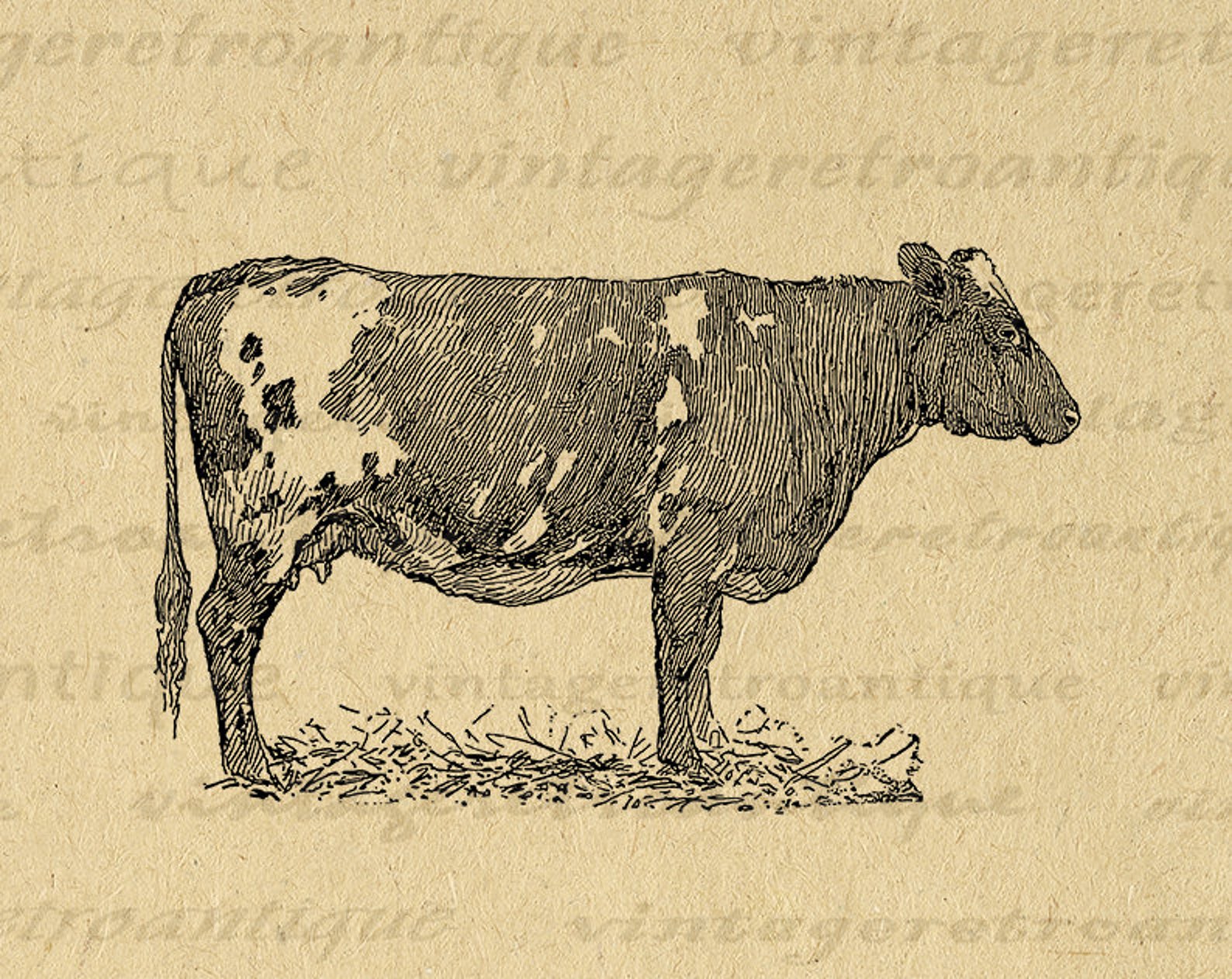 Printable Image Antique Cow Graphic Farm Animal Illustration Download ...