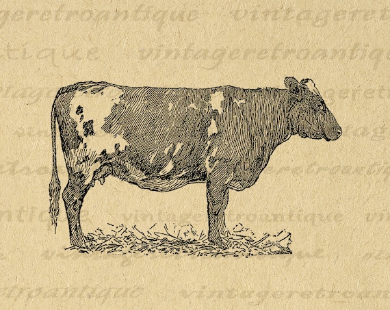 Printable Image Antique Cow Graphic Farm Animal Illustration - Etsy