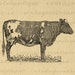Printable Image Antique Cow Graphic Farm Animal Illustration Download ...