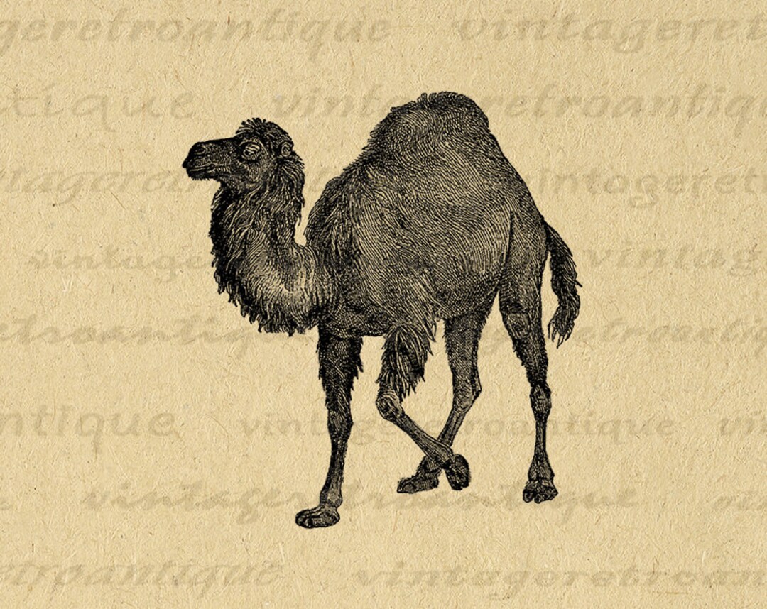 Digital Graphic Camel Printable Image Antique Camel Illustration ...