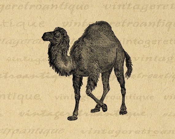 Digital Graphic Camel Printable Image Antique Camel | Etsy