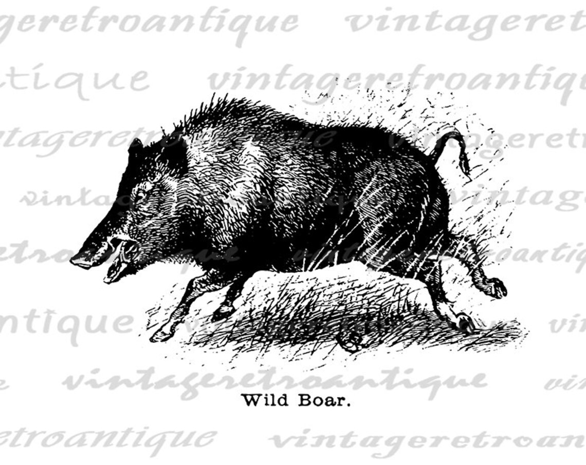 Printable Graphic Wild Boar Download Digital Pig Image Vintage Antique ...