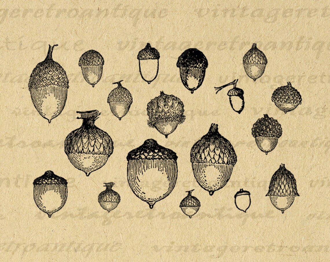 Acorn Collage Sheet Image Graphic Download Tree Artwork - Etsy UK