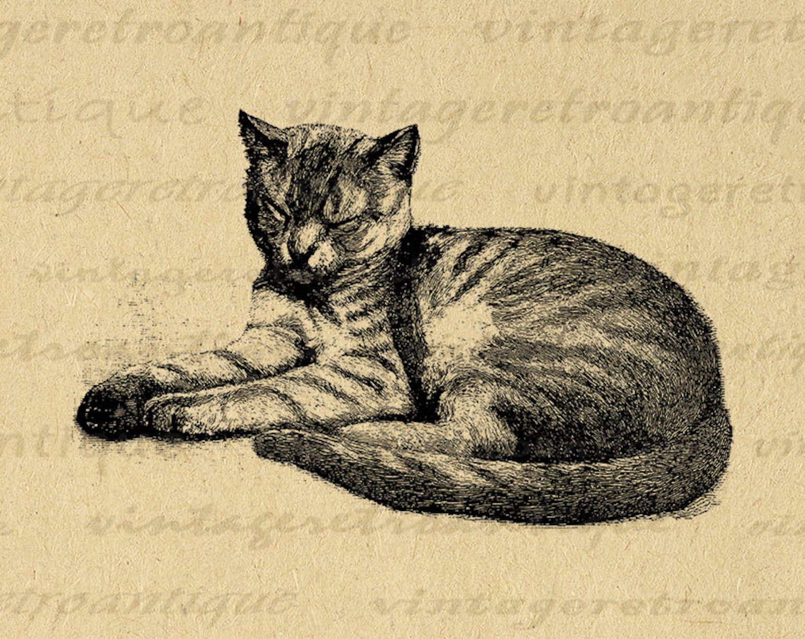 Printable Digital Cat Graphic Housecat Image Illustration Download ...