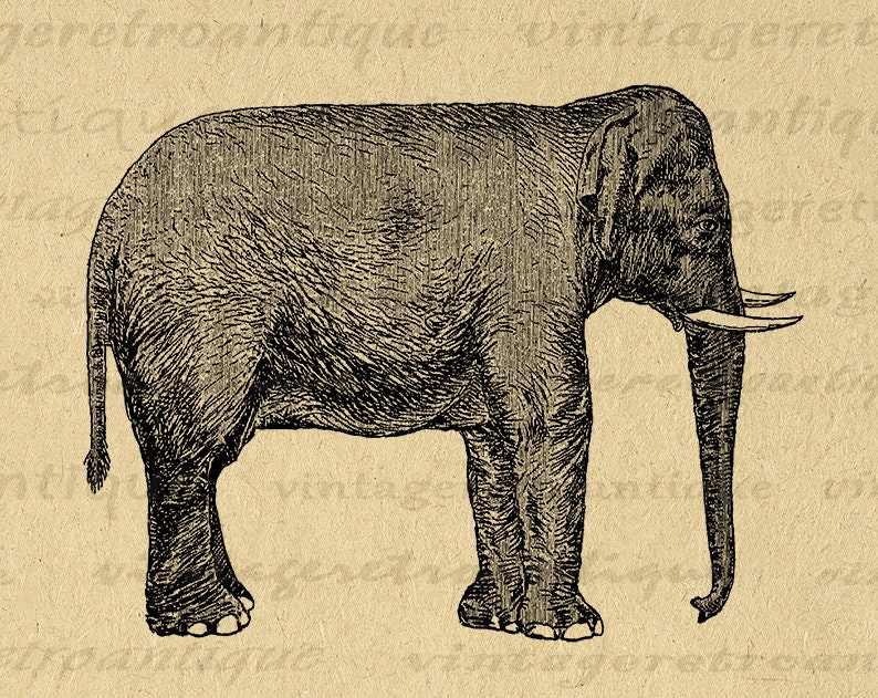 Digital Elephant Graphic Image Download Illustration Printable - Etsy