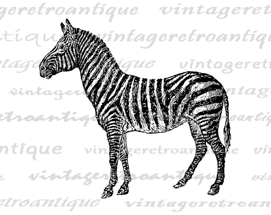 Printable Digital Zebra Graphic Illustration Image Download | Etsy