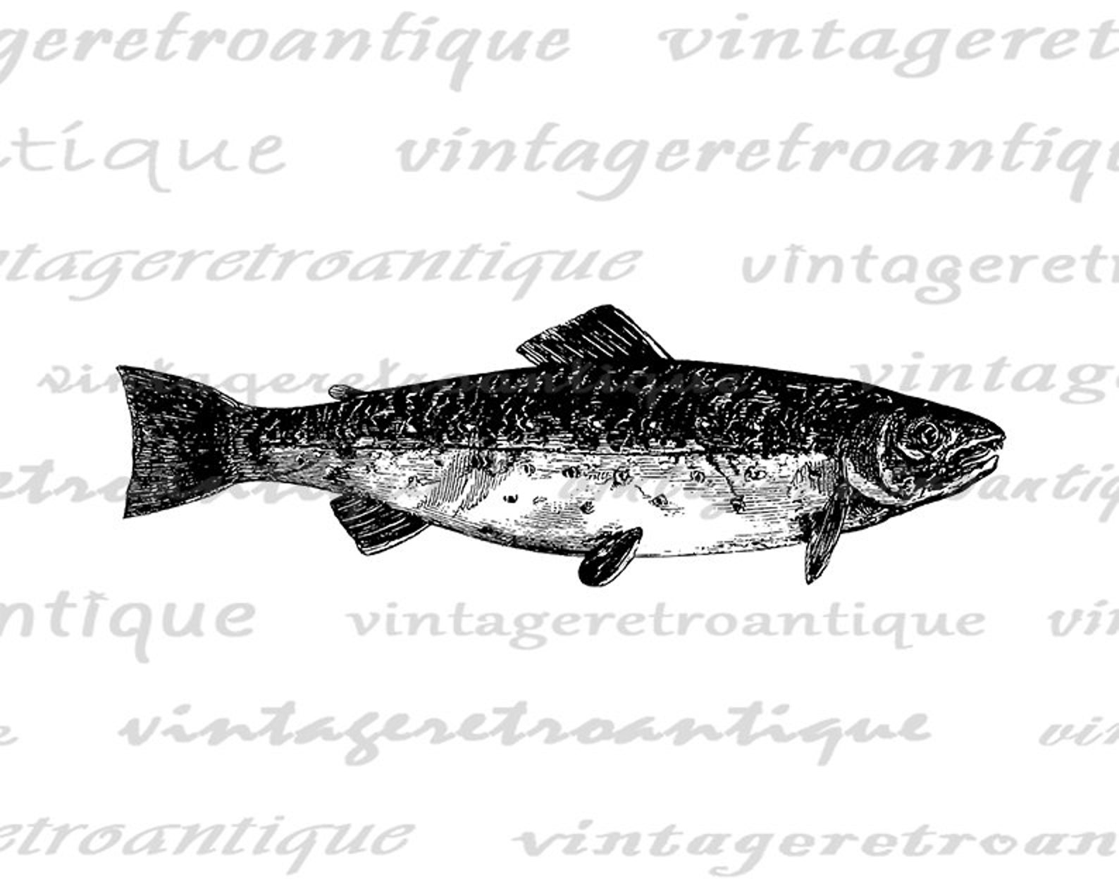 Printable Image Trout Fish Digital Illustration Download Graphic ...