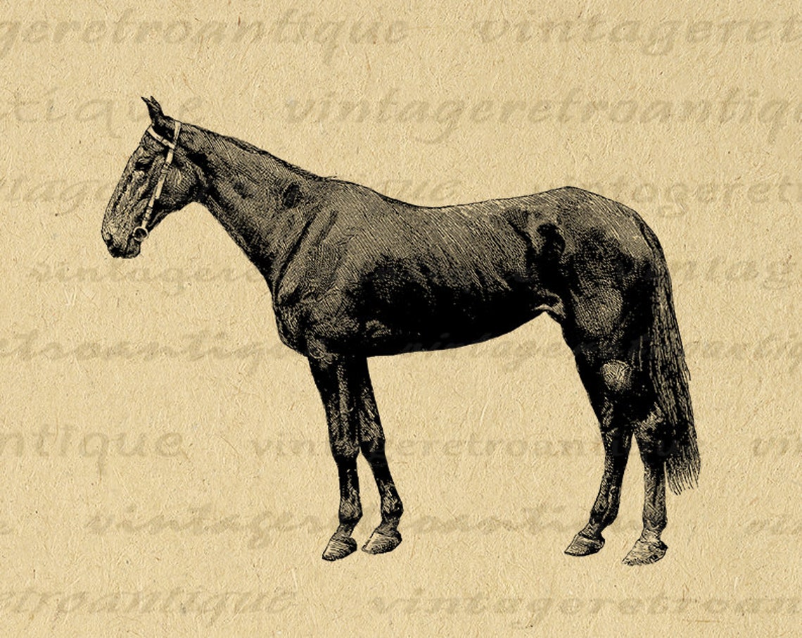 Digital Printable Horse Graphic Animal Image Download Farm | Etsy