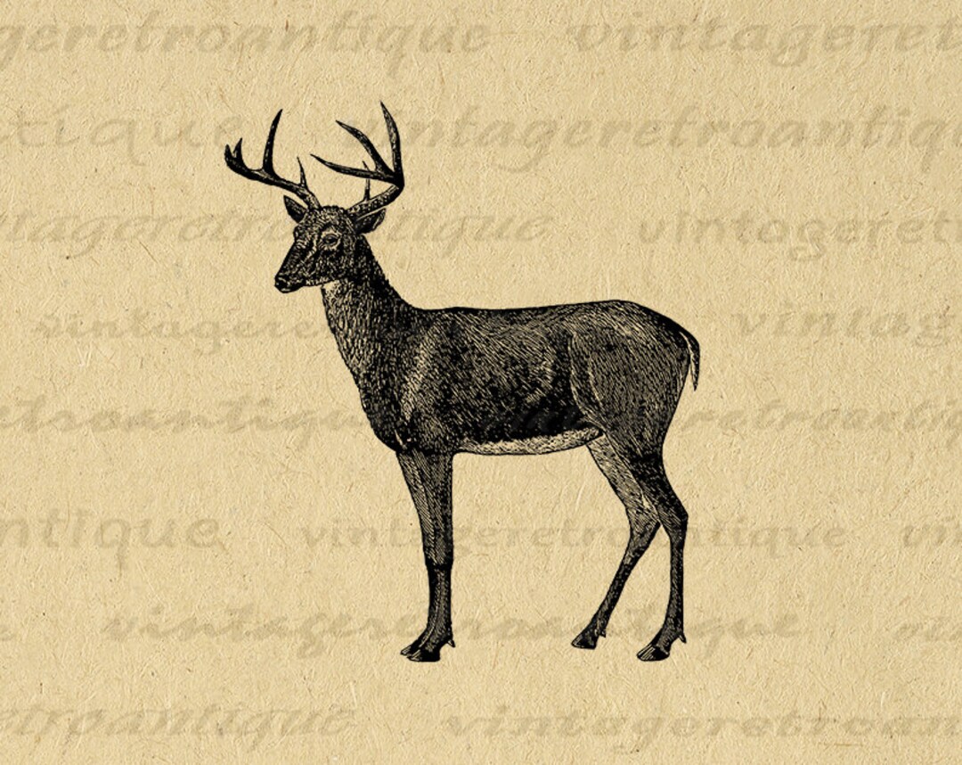 Digital Deer Image Graphic Printable Deer Illustration Antique Art ...