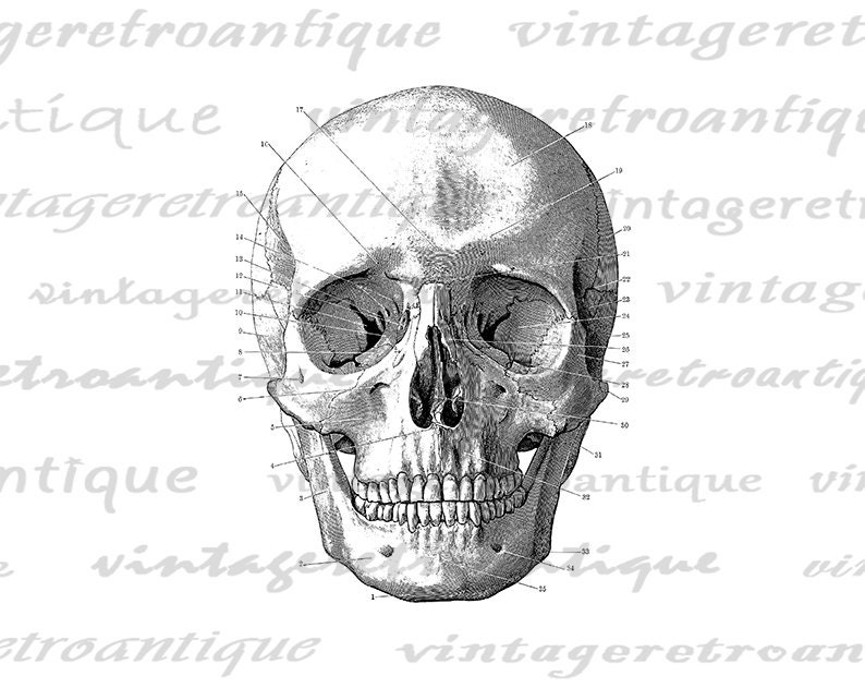 Skull Diagram Image Digital Download Printable Skull - Etsy