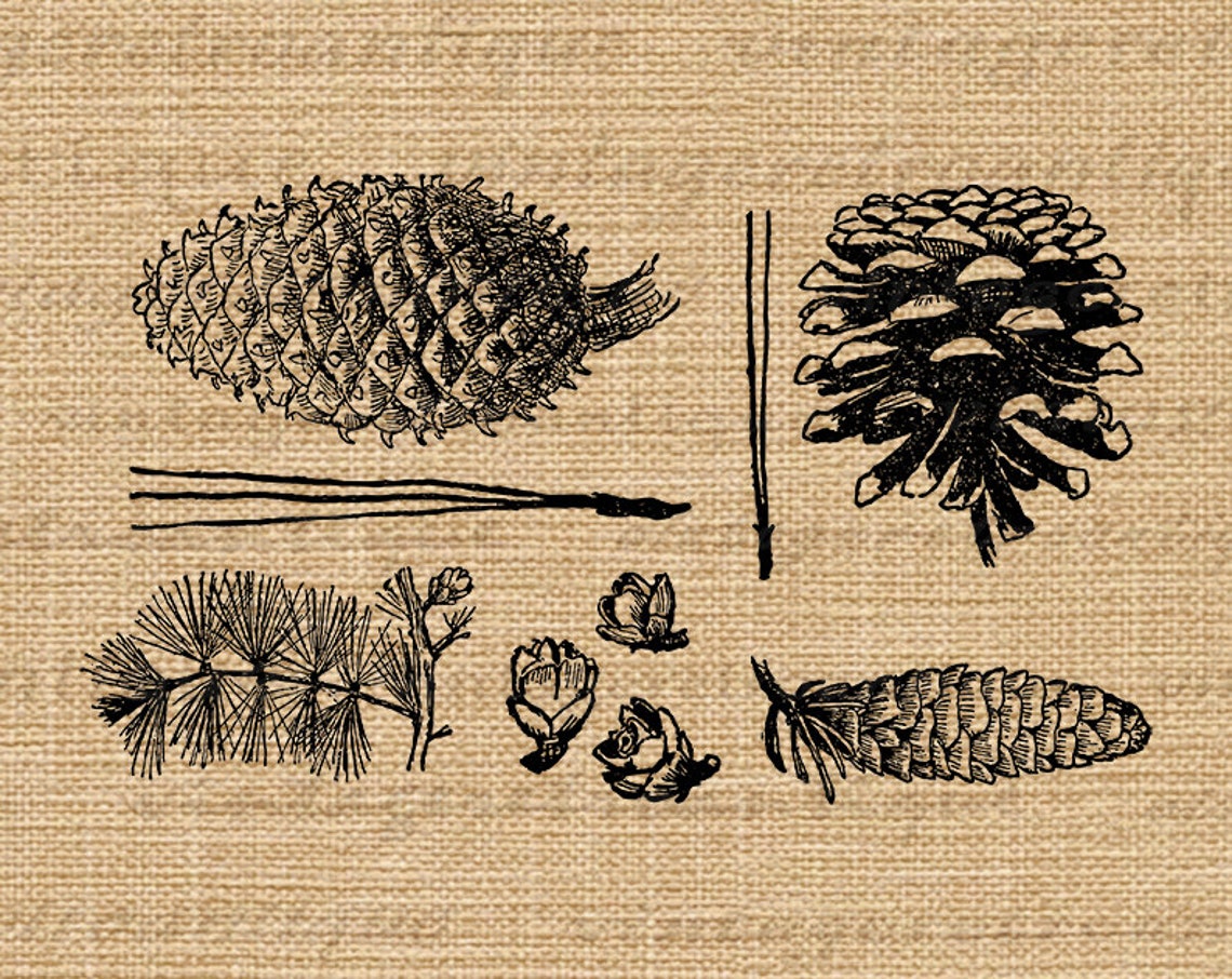 Digital Pine Cone Collection Image Printable Winter Graphic - Etsy
