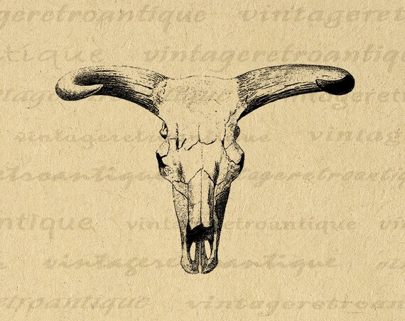 Bull Skull Illustration