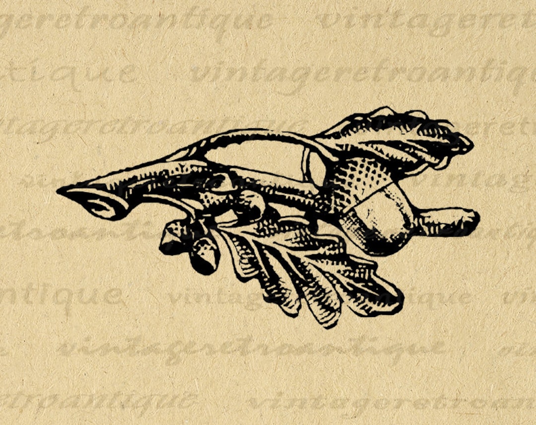 Acorn Digital Graphic Printable Antique Illustration Image Download ...