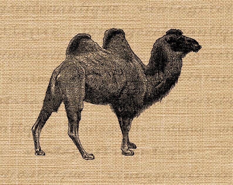 Digital Printable Camel Image Download Camel Illustration - Etsy