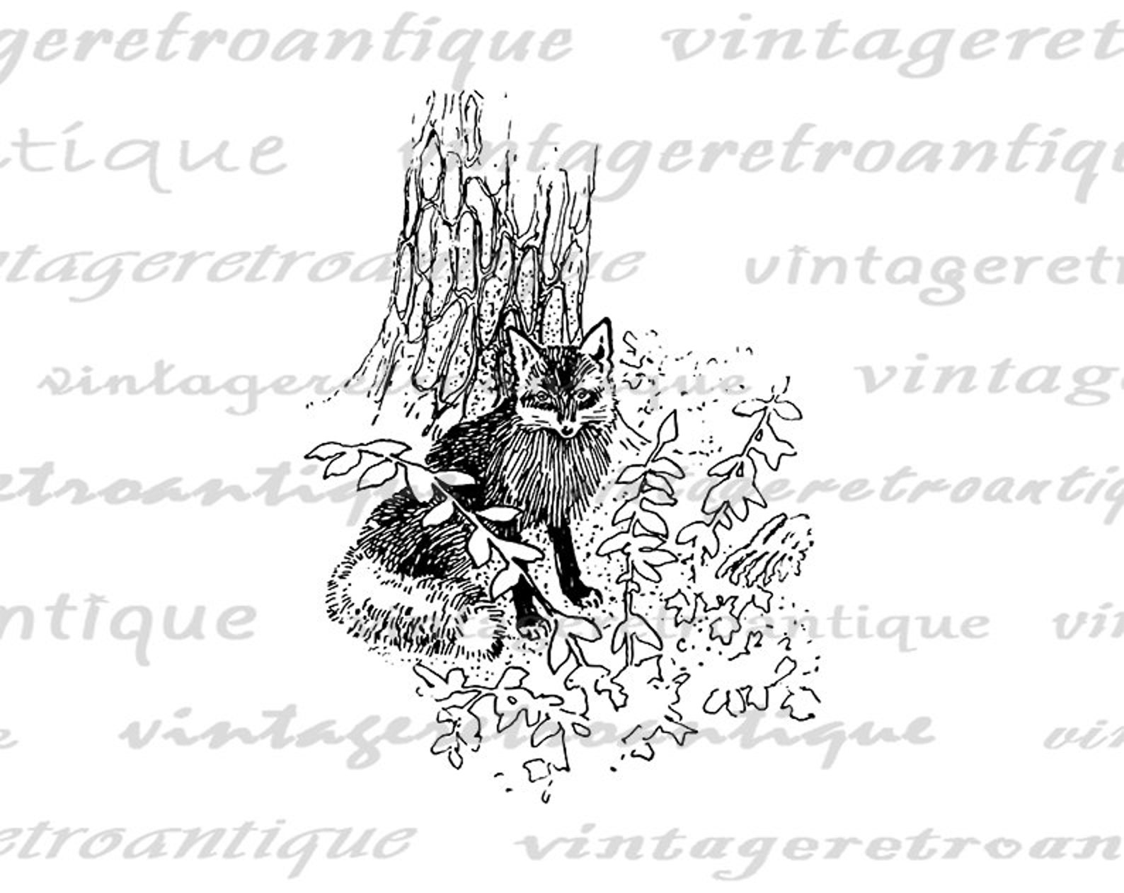 Digital Antique Fox Image Graphic Download Fox Illustration - Etsy