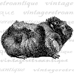Pet Guinea Pig Graphic Image Digital Illustration Download Printable ...