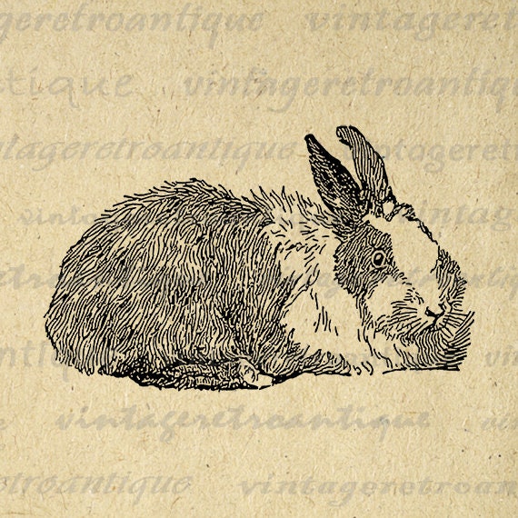 Items similar to Digital Angora Rabbit Printable Download Bunny ...