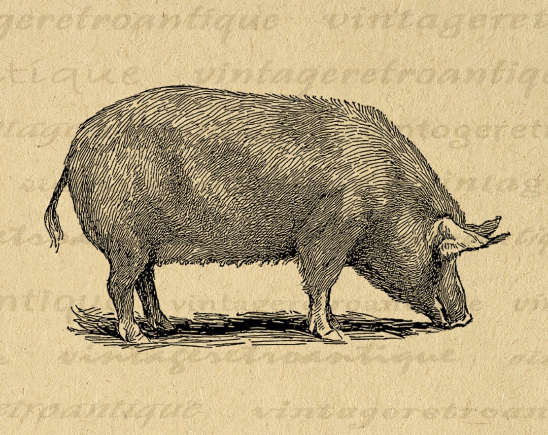 Pig Graphic Download Illustration Printable Pig Farm Animal Digital ...