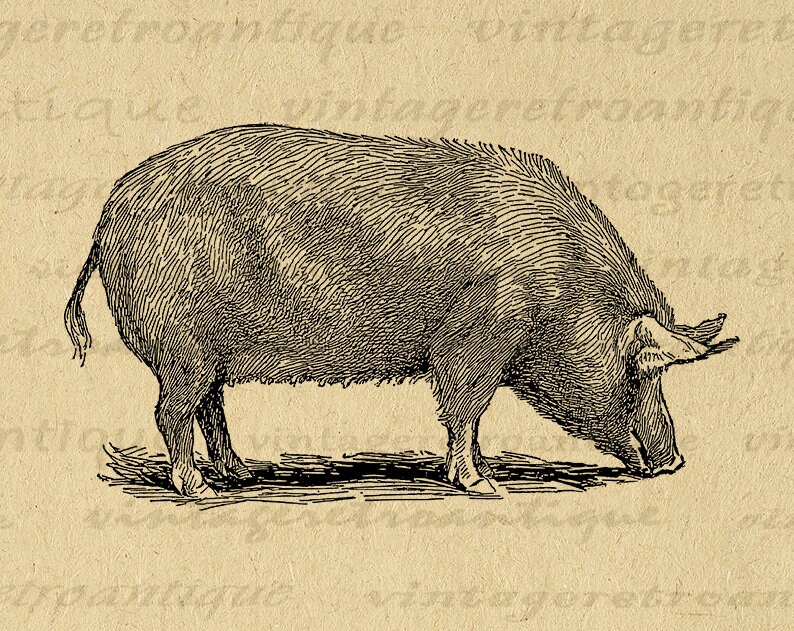 Pig Graphic Download Illustration Printable Pig Farm Animal - Etsy