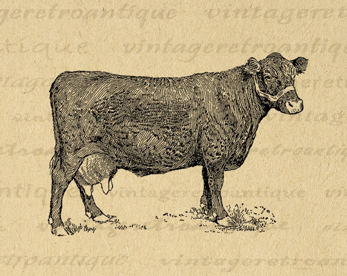 Digital Farm Cow Printable Graphic Illustration Image Download - Etsy