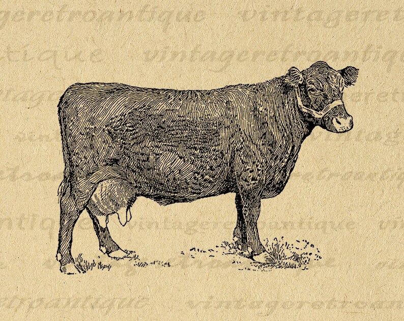 Digital Farm Cow Printable Graphic Illustration Image Download Vintage ...
