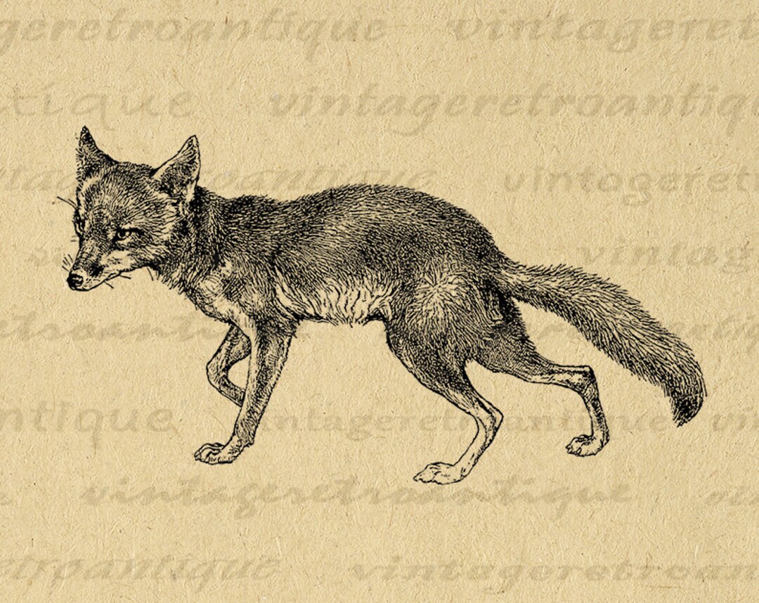 Fox Digital Image Download Antique Illustration Printable Graphic ...