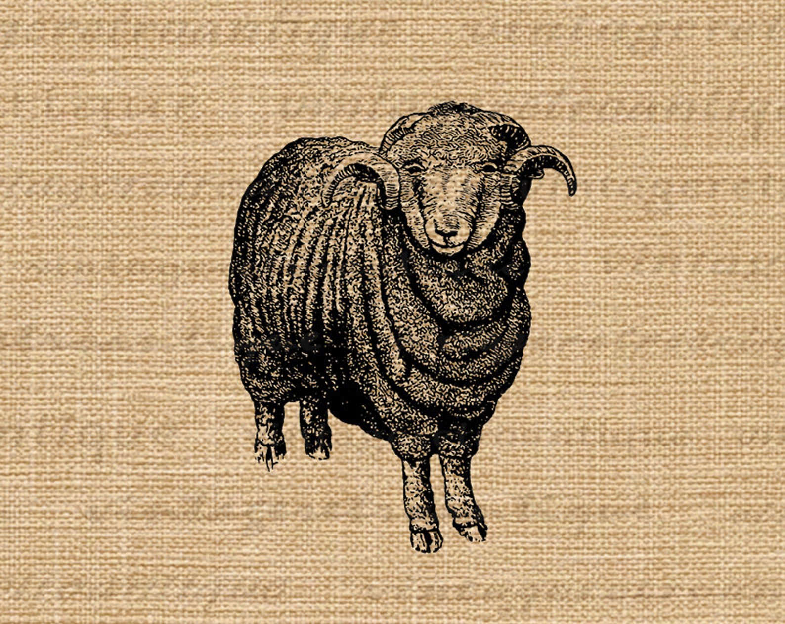 Printable Graphic Merino Sheep Digital Download Image Antique - Etsy