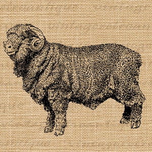 Printable Graphic Merino Ram Sheep Image Illustration Digital Farm ...