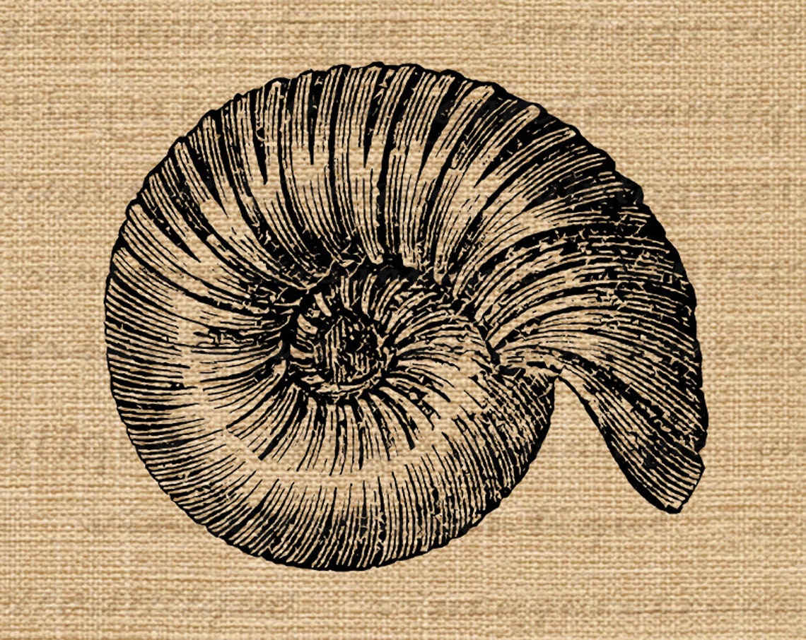 Digital Fossil Graphic Printable Ancient Download Shell Image Antique ...