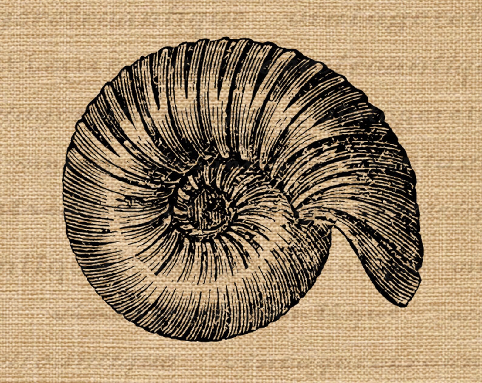 Digital Fossil Graphic Printable Ancient Download Shell Image Antique ...