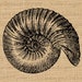 Digital Fossil Graphic Printable Ancient Download Shell Image Antique ...