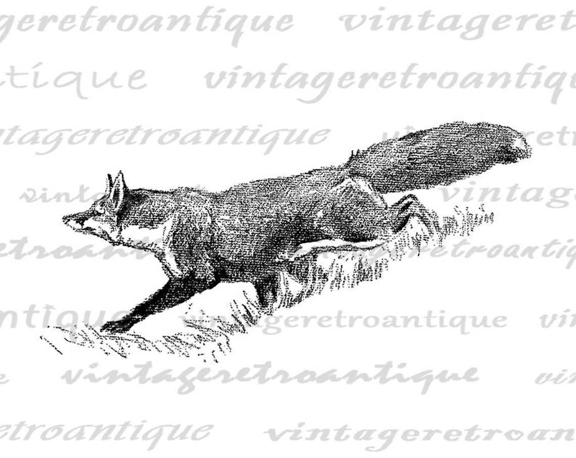 Fox Graphic Printable Animal Digital Image Download Illustration ...
