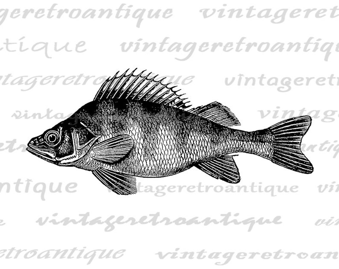 Printable Perch Fish Graphic Digital Download Fish - Etsy