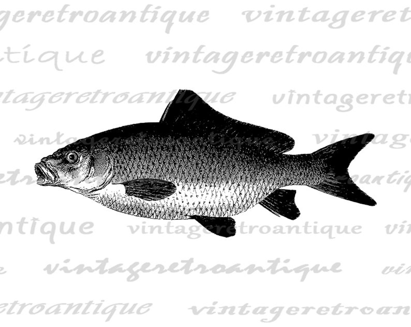 Carp Fish Graphic Digital Image Fish Download Fishing Themed - Etsy