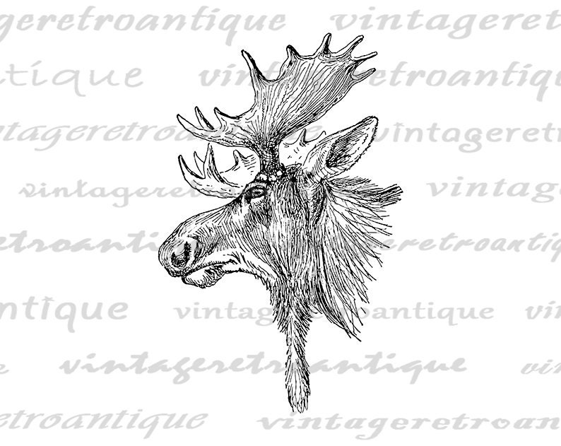 Moose Graphic Printable Download Moose Head Antlers Image Illustration ...