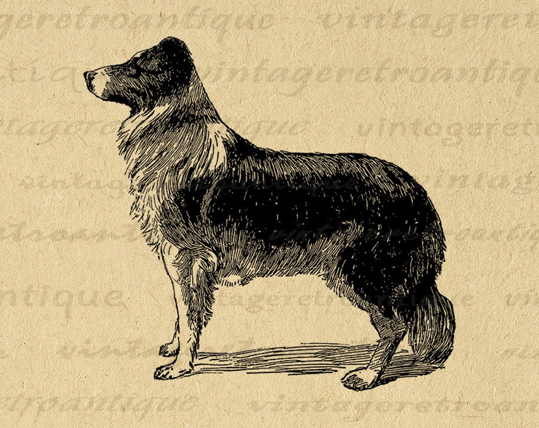 Collie Dog Image Digital Graphic Download Printable Animal Illustration ...