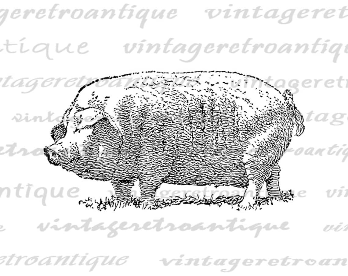 Printable Pig Image Digital Graphic Illustration Download - Etsy