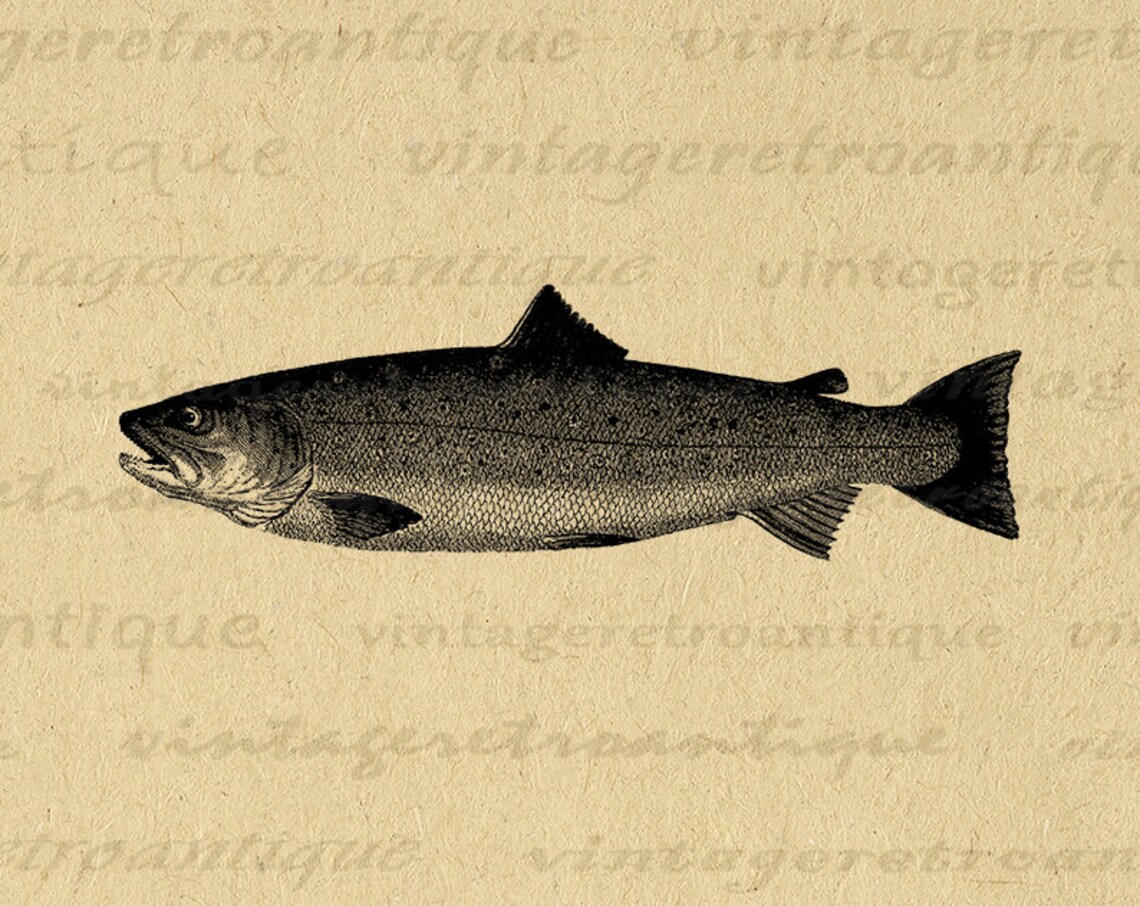 Digital Image Trout Printable Fish Graphic Download - Etsy