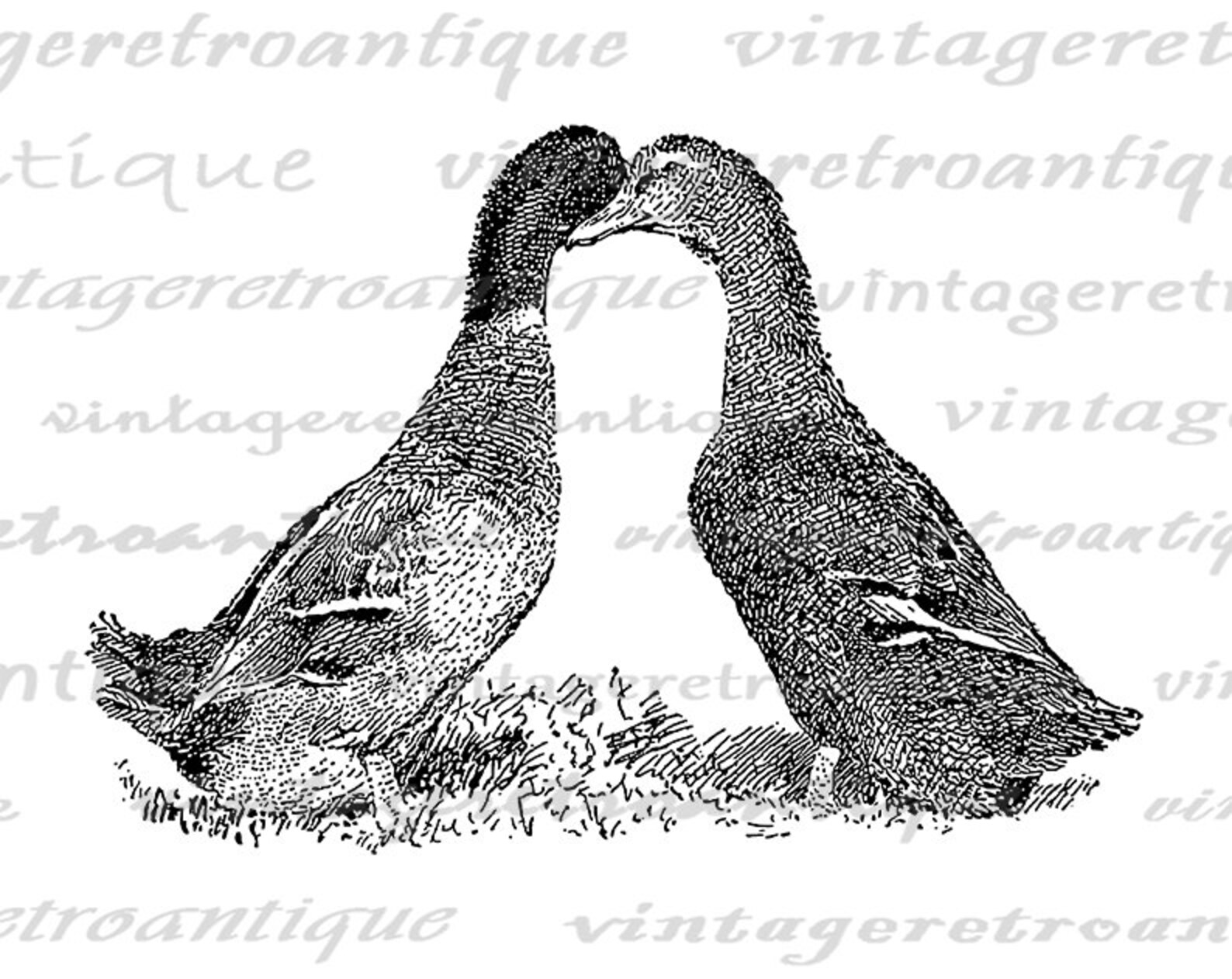 Printable Two Ducks Graphic Image Bird Illustration Digital Download ...
