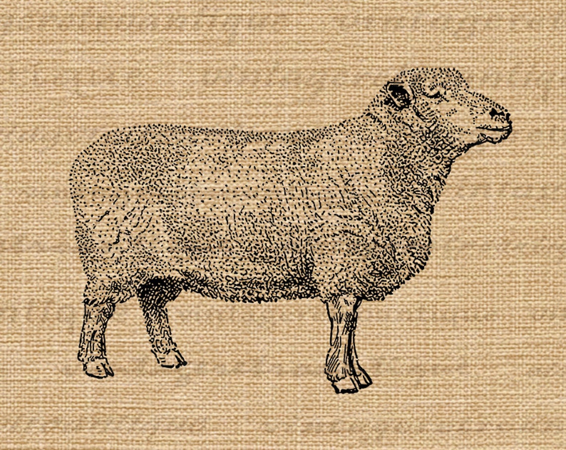 Printable Sheep Illustration Sheep Digital Image Illustration - Etsy
