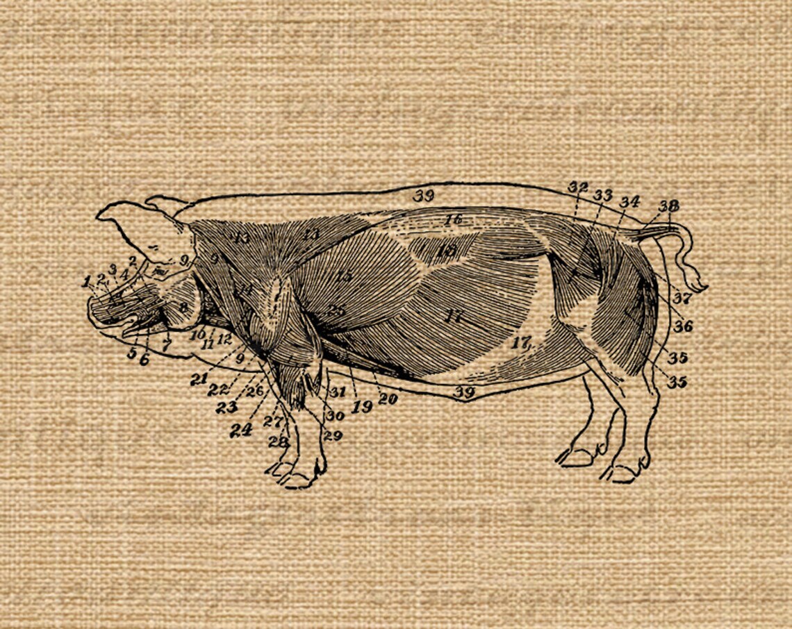Printable Pig Diagram Digital Image Pig Graphic Illustration - Etsy