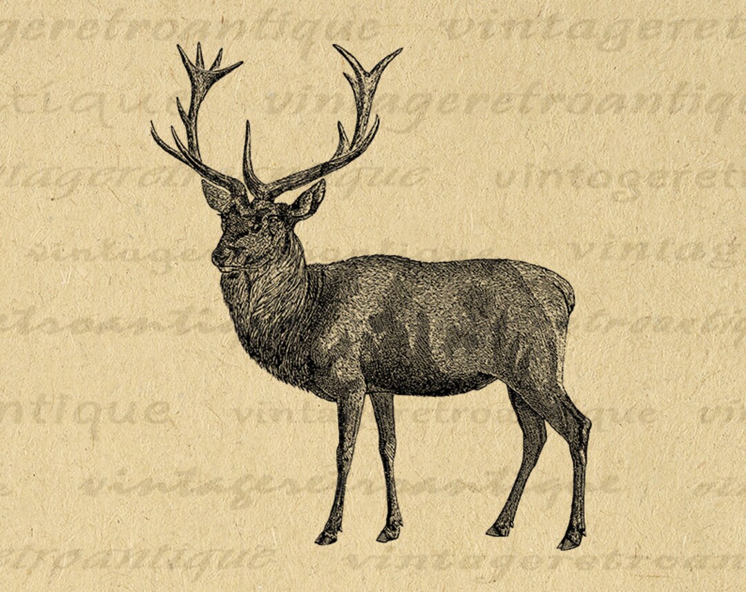 Printable Digital Red Deer Graphic Download Deer Illustration Image ...