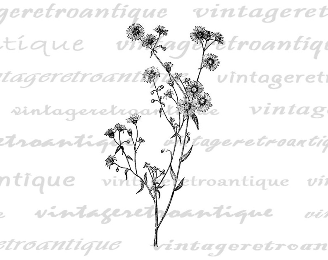 Printable Image Wild Daisy Flower Graphic Wildflower Digital Download ...