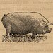 Antique Pig Digital Image Illustration Download Printable Vintage Pig ...
