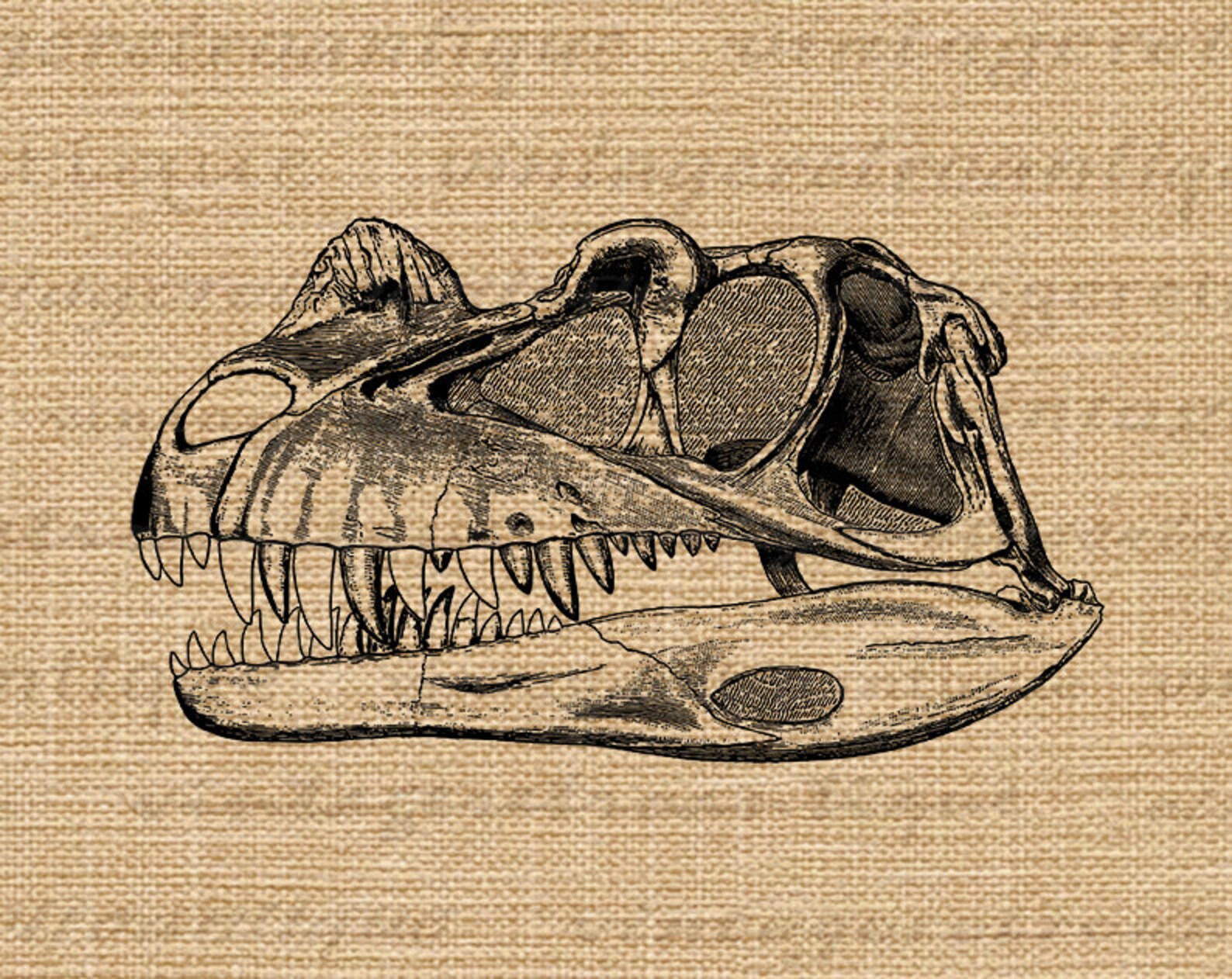Digital Printable Dinosaur Skull Image Graphic Download - Etsy