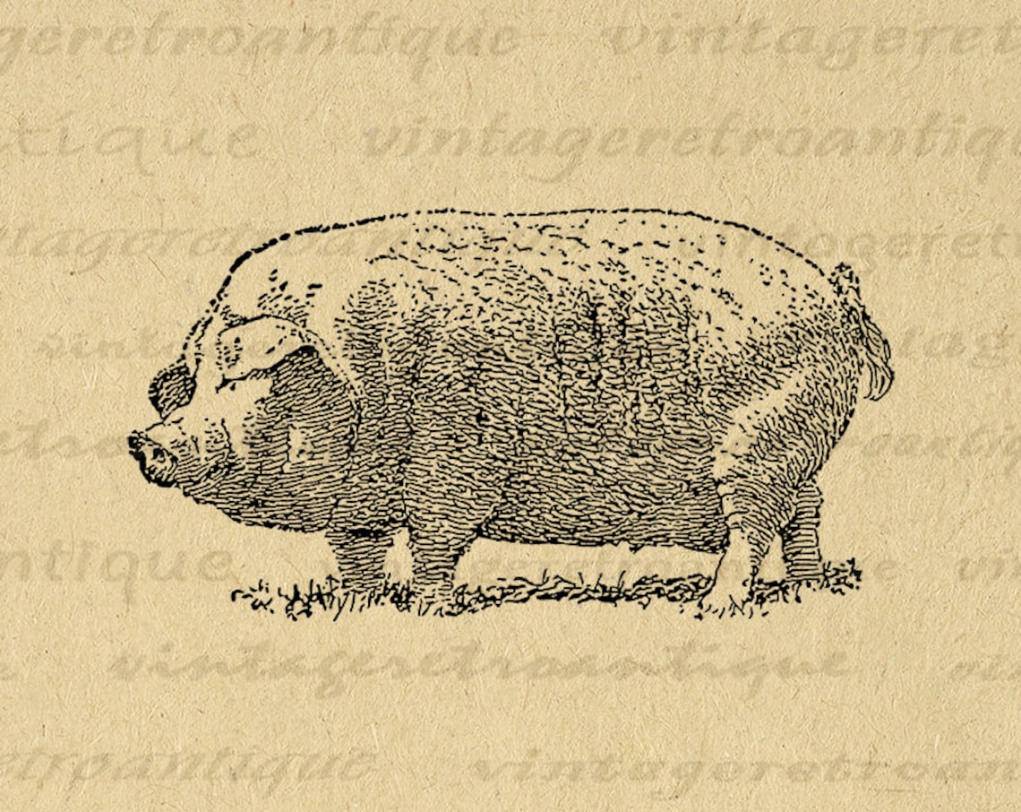 Printable Pig Image Digital Graphic Illustration Download Antique Farm ...