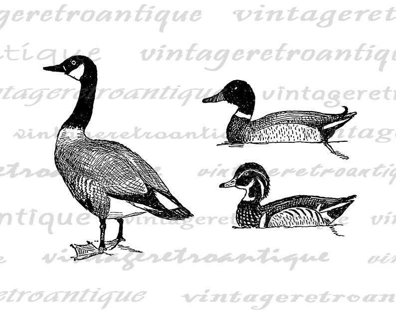 Imprimible patos y ganso imagen digital hoja de collage pájaro arte ...