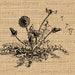 Dandelions Digital Image Download Vintage Flower Illustration Artwork ...