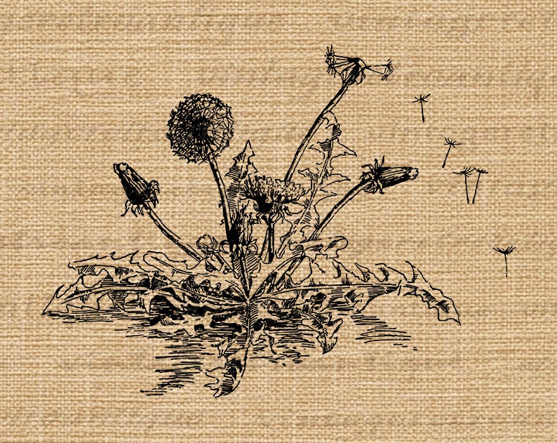 Dandelions Digital Image Download Vintage Flower Illustration Artwork ...