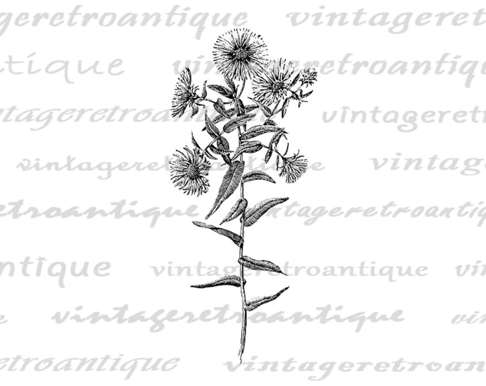 Wild Flower Graphic Printable Wildflower Digital Image Artwork - Etsy